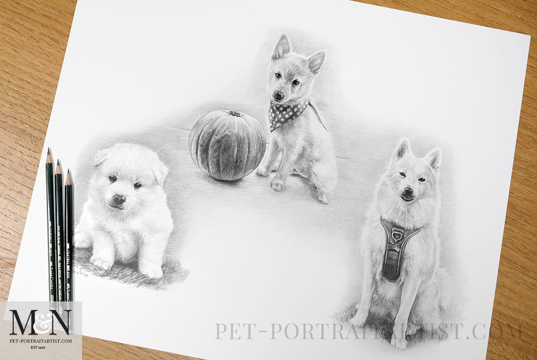 bespoke-pencil-pet-portrait-montage-drawing-in-graphite3 - Melanie ...
