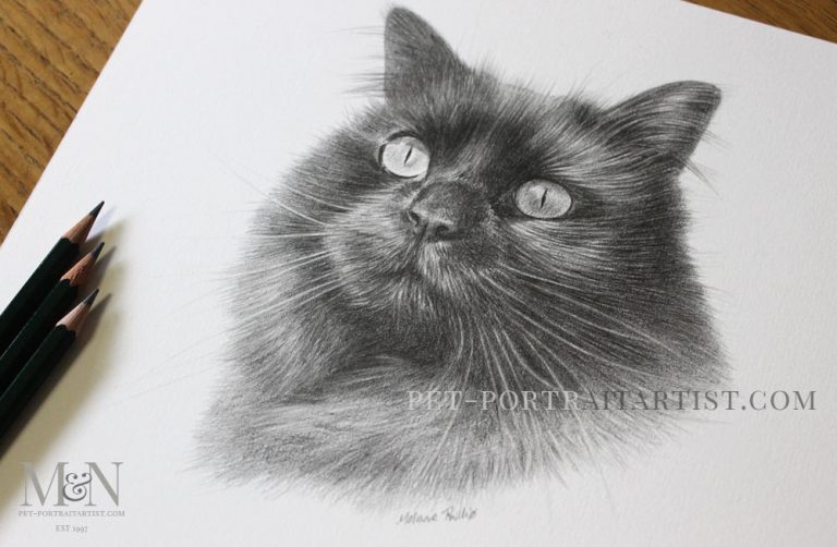 Cat Pencil Portrait of Penny - Melanie & Nicholas