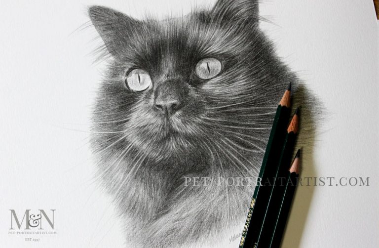 Cat Pencil Portrait of Penny - Melanie & Nicholas
