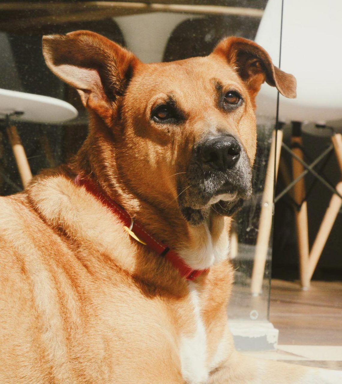 A Guide to Photographing Pets for Pet Portraits - Melanie & Nicholas