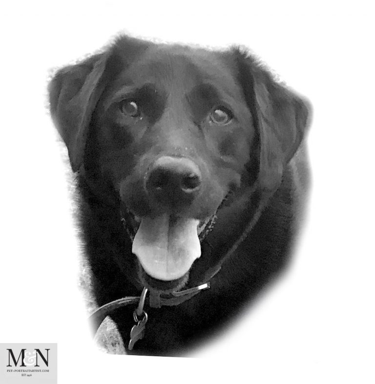 Black Labrador Pencil Portrait - Melanie & Nicholas