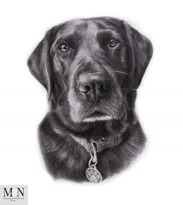 Black Labrador Pencil Drawing - Melanie & Nicholas