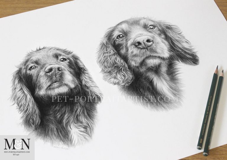Spaniel Pencil Pet Portraits - Melanie & Nicholas