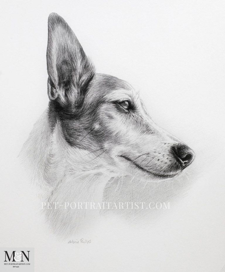 Oil Painting and Pencil Drawing of Dodge - Melanie & Nicholas