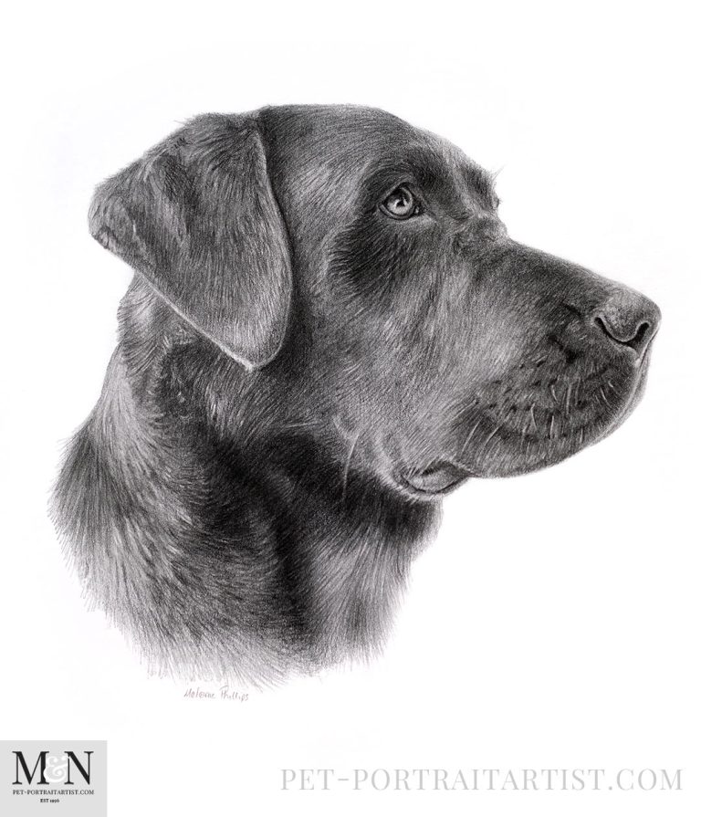Black Labrador Pencil Portrait Side Profile Study - Melanie & Nicholas