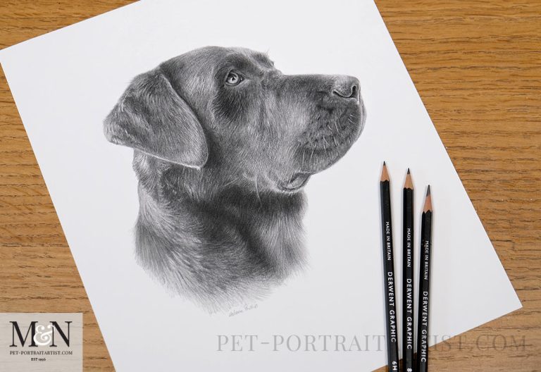 Black Labrador Pencil Portrait Side Profile Study - Melanie & Nicholas