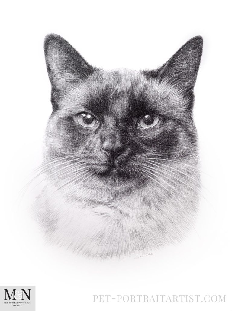 Pencil Portrait of Swiffer the Cat - Melanie & Nicholas