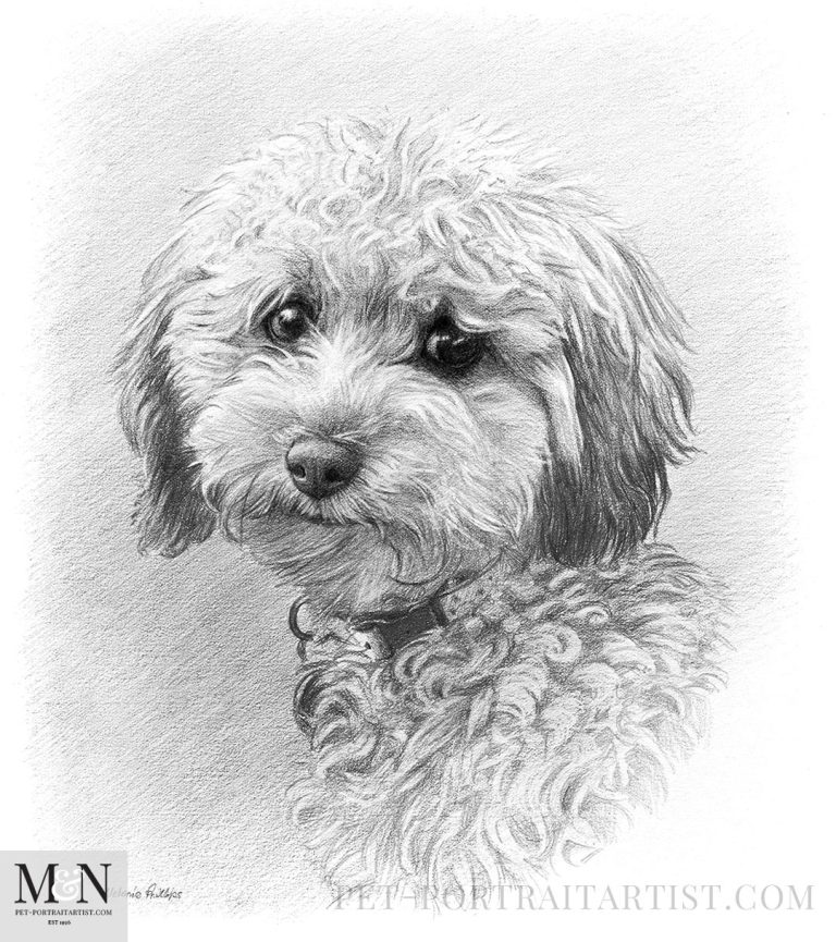 cockapoo-pencil-drawing - Melanie & Nicholas