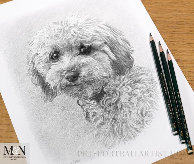 Cockapoo Pencil Drawing of Georgie - Melanie & Nicholas