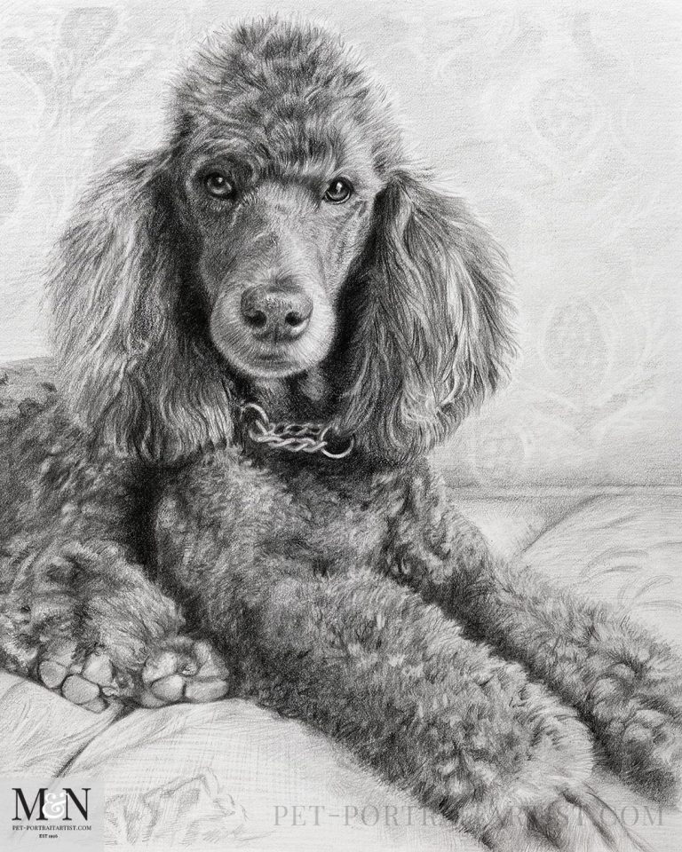 Grey Standard Poodle Pencil Drawing of Ava - Melanie & Nicholas