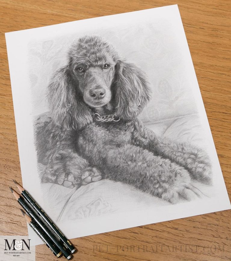 poodle-pencil-drawing2 - Melanie & Nicholas