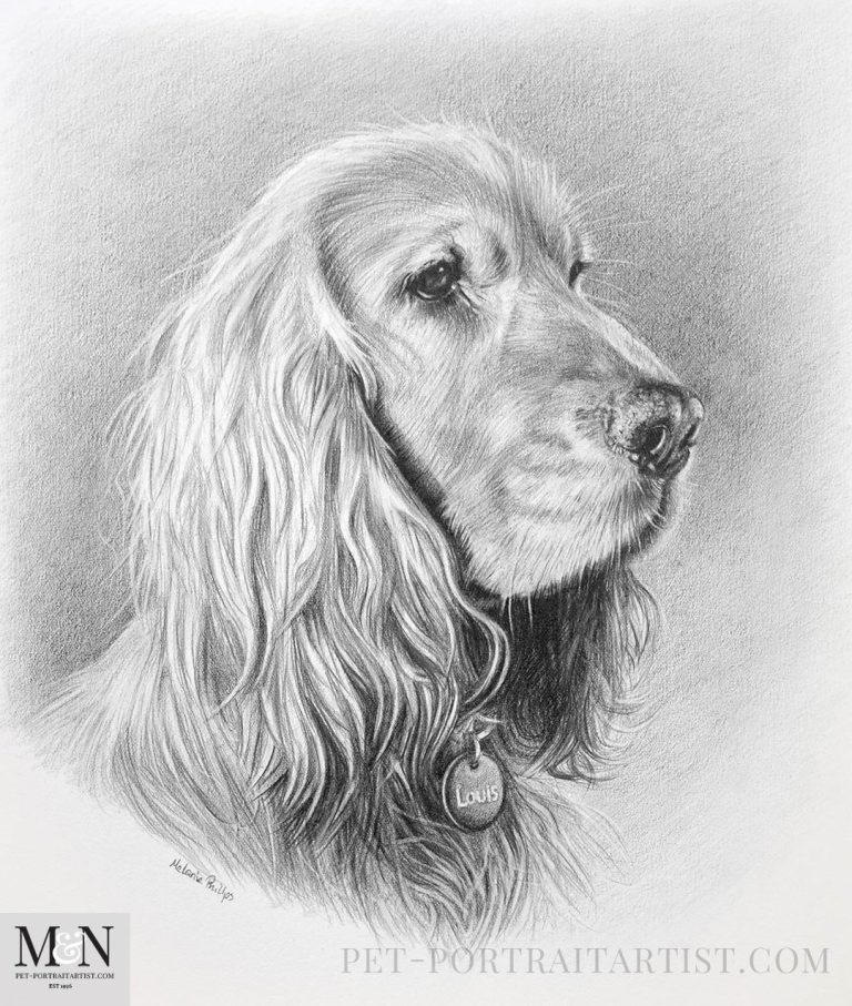 Beautiful Cocker Spaniel Pencil Portrait - Louis’s Story - Melanie ...