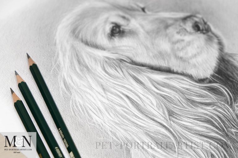 Beautiful Cocker Spaniel Pencil Portrait - Louis’s Story - Melanie ...