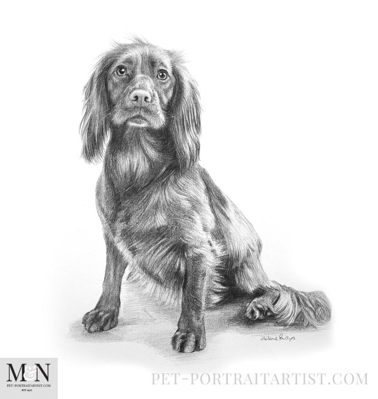 Full Body Cocker Spaniel Pencil Drawing - Melanie & Nicholas