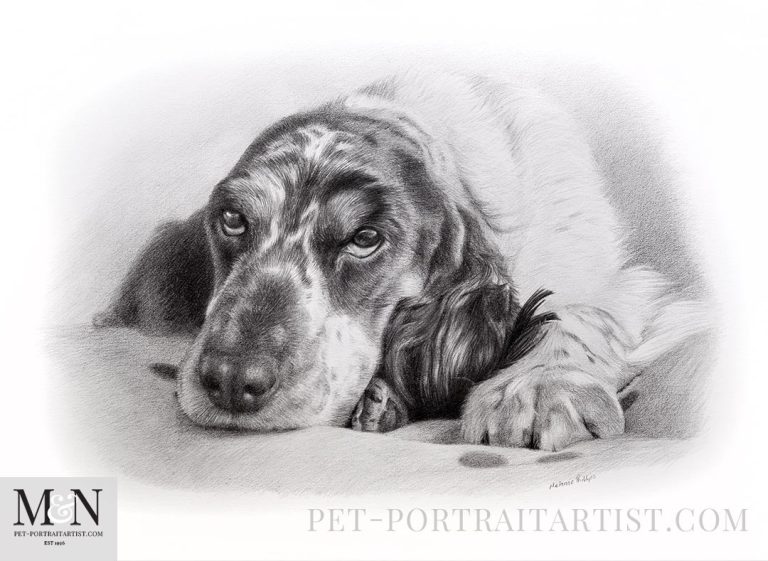 Spaniel Dog Portrait in Pencil - Drawing of Tosca - Melanie & Nicholas