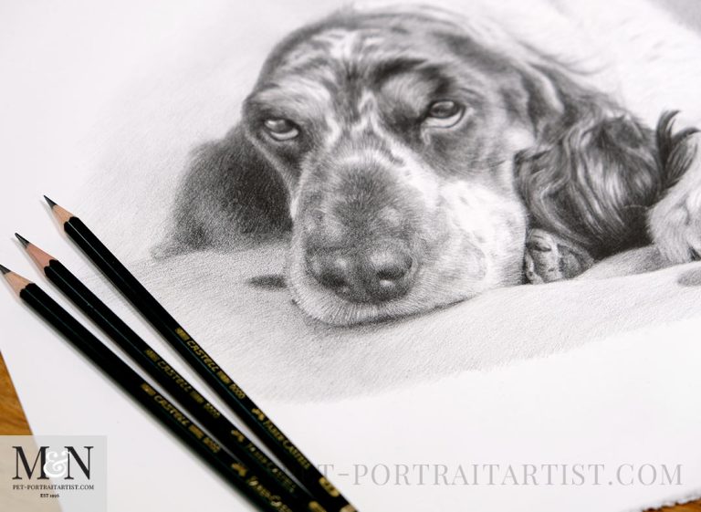 Spaniel Dog Portrait in Pencil - Drawing of Tosca - Melanie & Nicholas